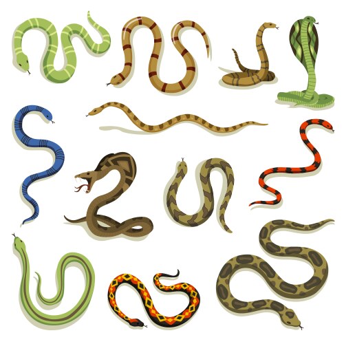 Four scary snakes Royalty Free Vector Image - VectorStock