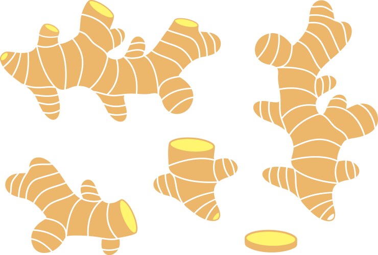 Ginger Royalty Free Vector Image - VectorStock