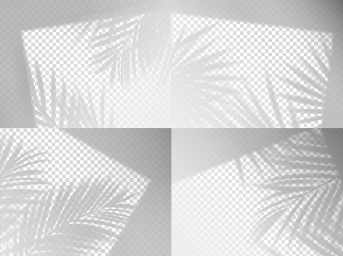 Palm leaves shadow background overlay template Vector Image