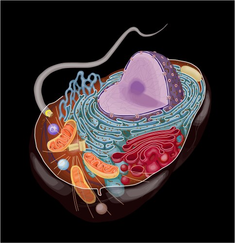 Animal Cell Vector Images (over 12,000)