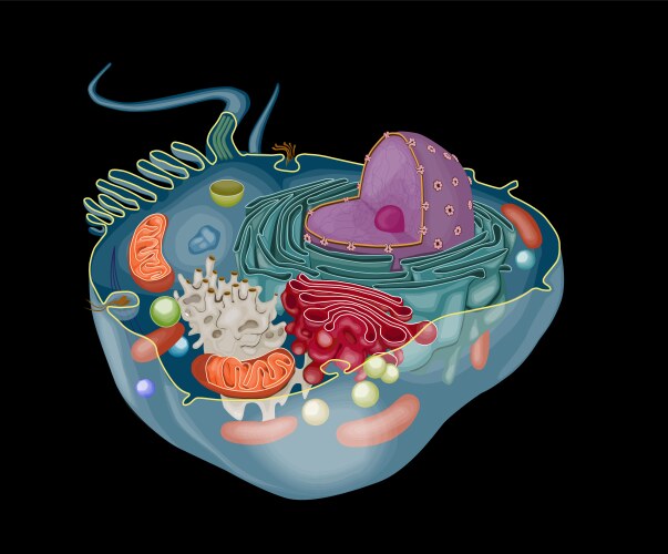 Animal Cell Vector Images (over 12,000)