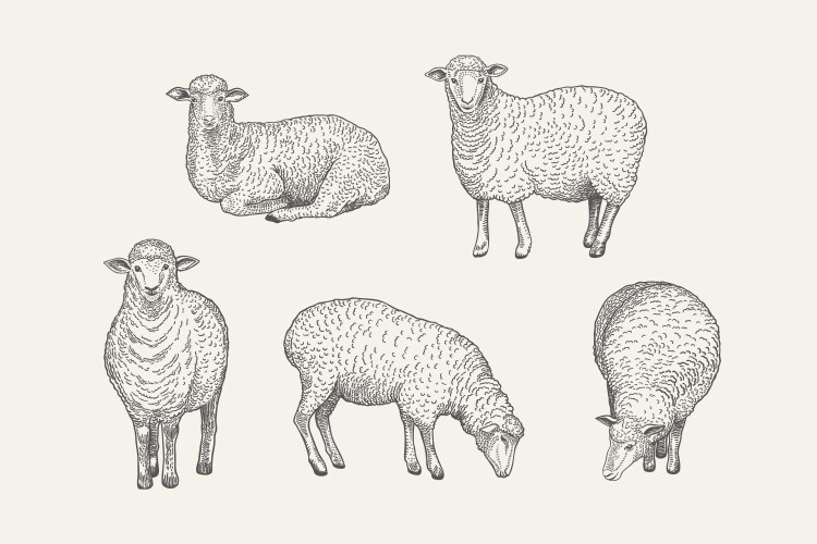 Sheep Outline Vector Images (over 8,100)