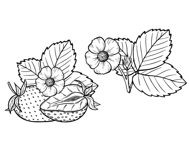 Strawberry plant leaves line art Royalty Free Vector Image