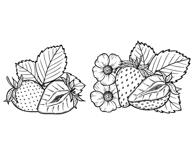 Strawberry plant leaves line art Royalty Free Vector Image