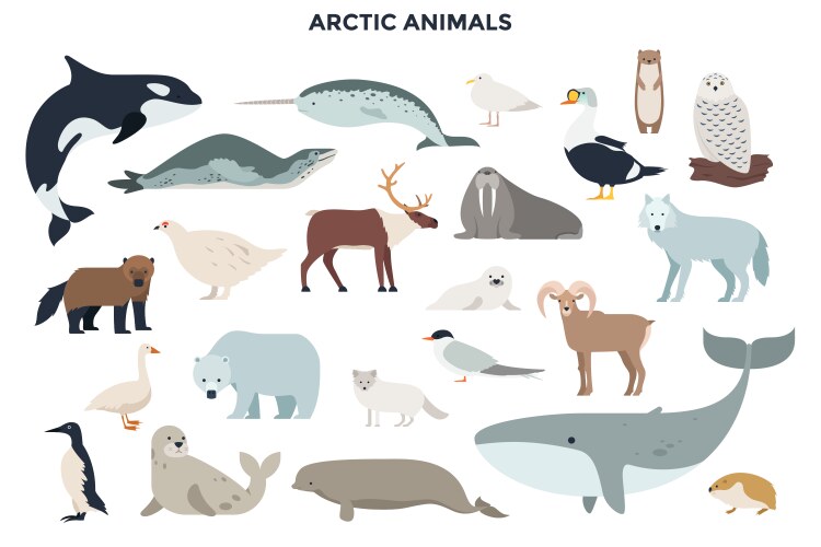 Arctic Animal Collection Royalty Free Vector Image