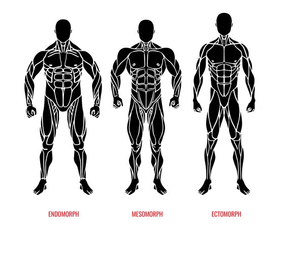 Men body types diagram with three somatotypes Vector Image