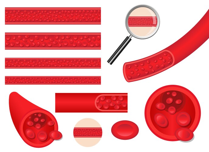 Blood vessels anatomy infographics scheme Vector Image