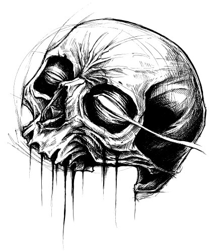 Skull drawing Royalty Free Vector Image - VectorStock