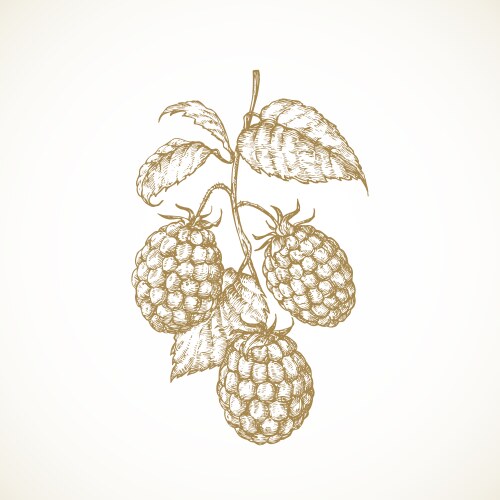 Red raspberry branch with growing fresh ripe Vector Image