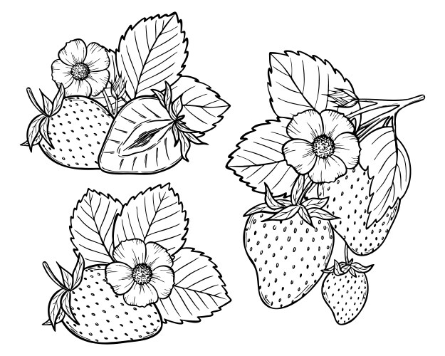 Strawberry plant leaves line art Royalty Free Vector Image