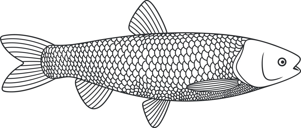 Carp drawing Royalty Free Vector Image - VectorStock