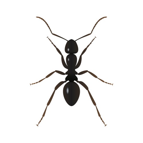 Ant Vector Images (over 18,000)