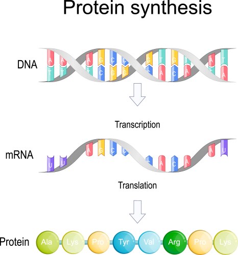 Dna replication protein synthesis transcription Vector Image