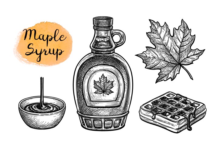 Maple syrup Royalty Free Vector Image - VectorStock