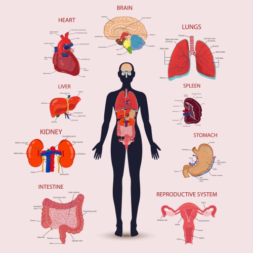 Realistic human internal organs infographics Vector Image