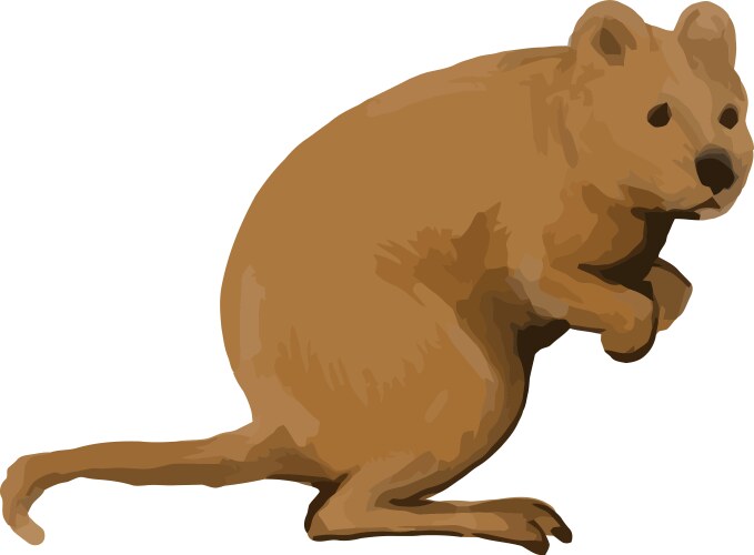 Little cute quokka Royalty Free Vector Image - VectorStock
