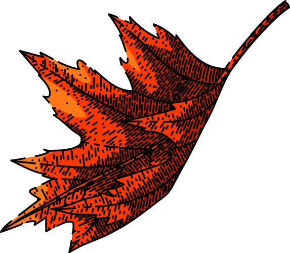 Autumn maple leaf sketch hand drawn Royalty Free Vector