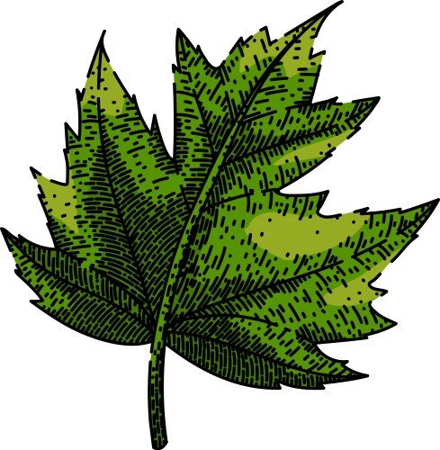 Green maple leaf sketch hand drawn Royalty Free Vector Image