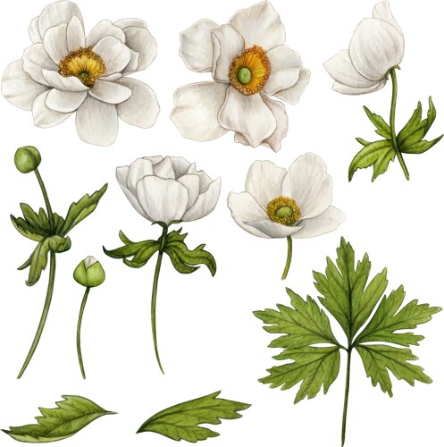 Anemone Vector Images (over 9,200)