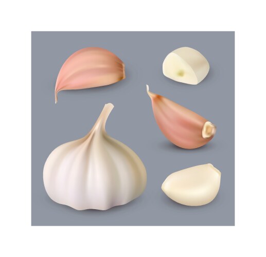 Realistic garlic peeled cloves and slices Vector Image