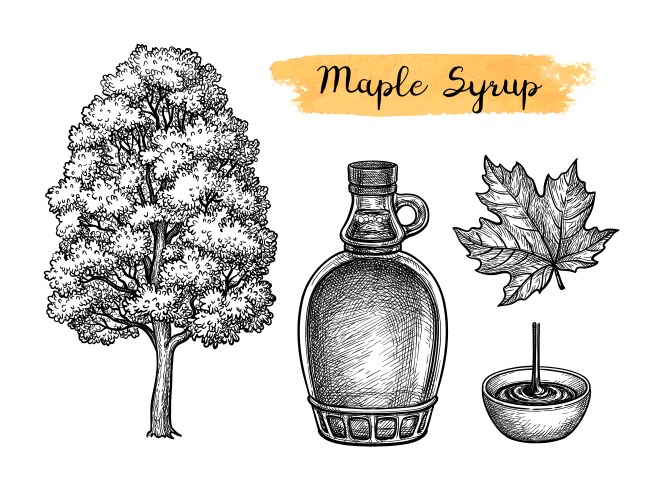 Cartoon gorgeous and feminine maple syrup Vector Image