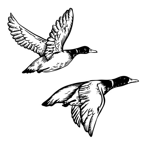 Duck Vector Images (over 62,000)