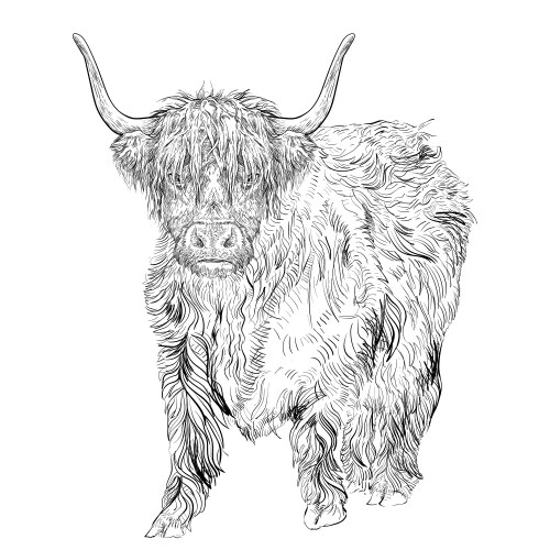 Highland Cow Vector Images (over 900)