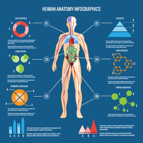 Human body detailed infographic with statistics Vector Image