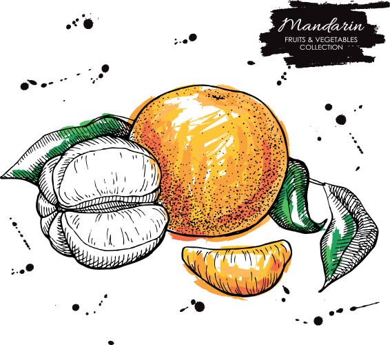 Mandarin Vector Images (over 13,000)