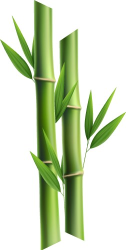 Realistic 3d detailed bamboo shoots background Vector Image