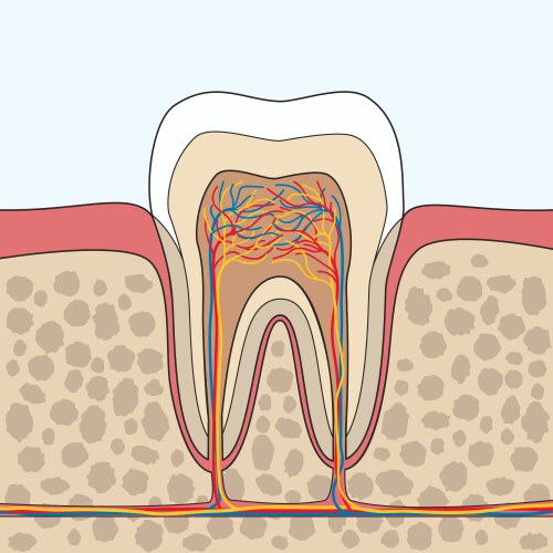 Tooth anatomy Royalty Free Vector Image - VectorStock
