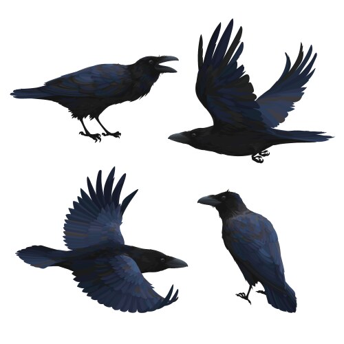 Ravens Vector Images (over 8,000)
