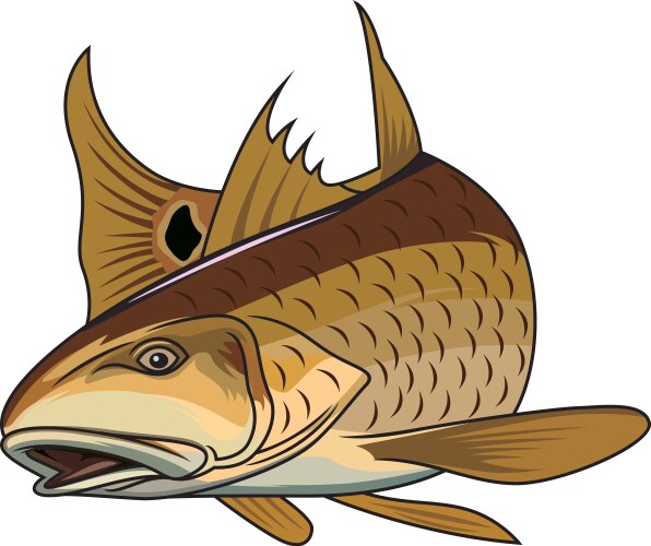 Redfish Vector Images & Graphics for Commercial Use | VectorStock