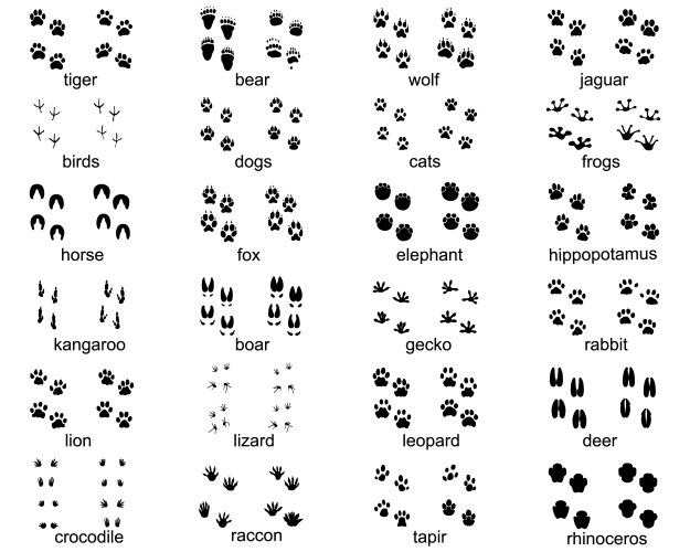 Animals footprints animal feet silhouette frog Vector Image