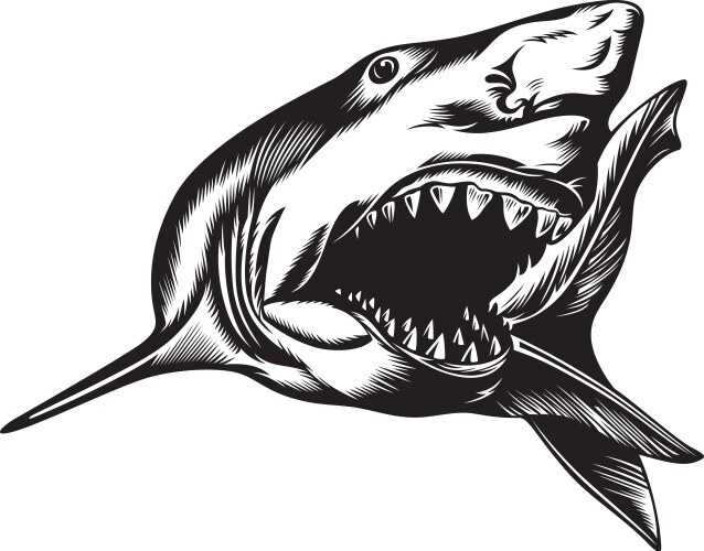 Shark Vector Images & Graphics for Commercial Use | VectorStock