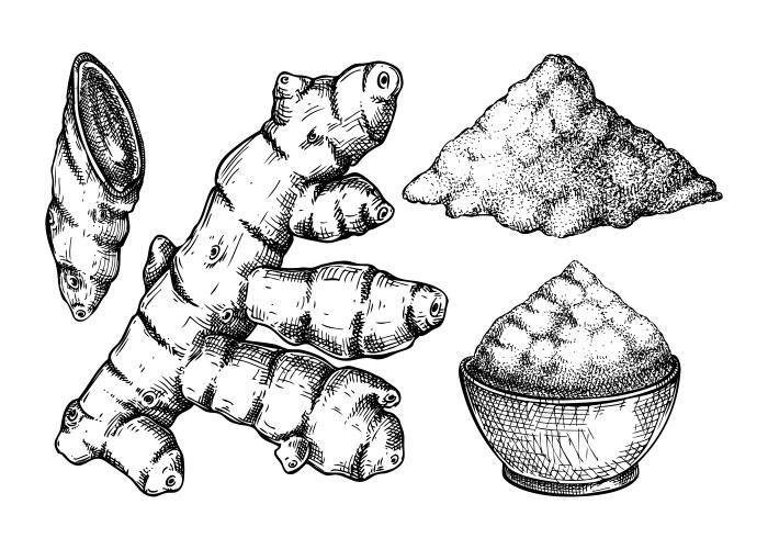 Turmeric Vector Images (over 3,100)