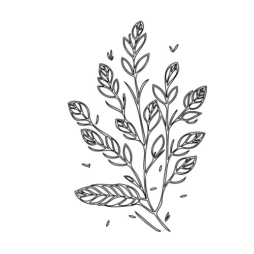 Heather flower plant sketch outline Royalty Free Vector
