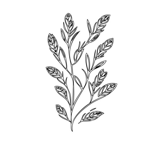 Heather flower plant sketch outline Royalty Free Vector