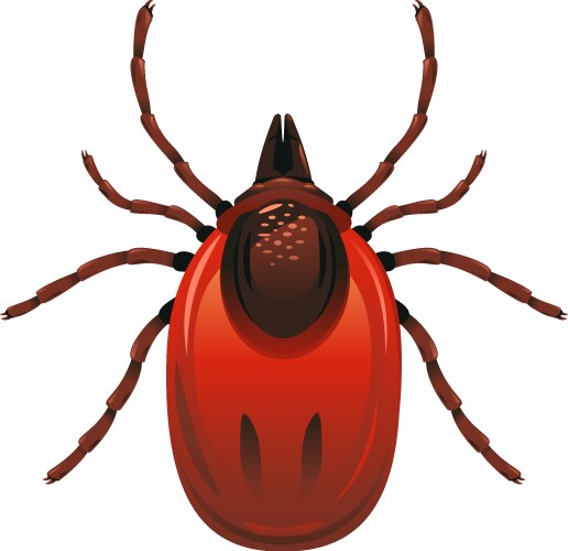 Mite or tick dangerous parasite colorful cartoon Vector Image