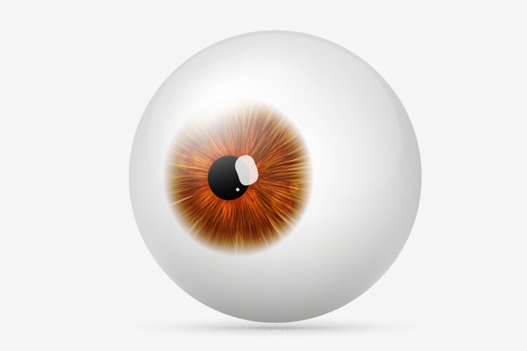 Human eye Royalty Free Vector Image - VectorStock