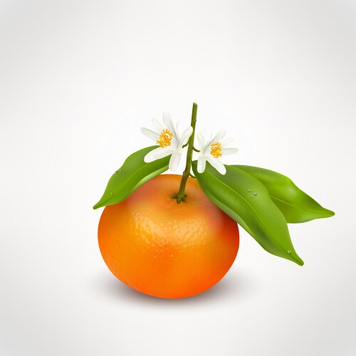 Tangerine Vector Images (over 13,000)