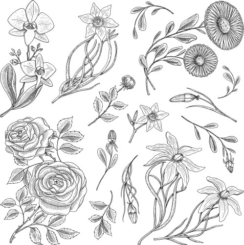 Antique roses engraving Royalty Free Vector Image