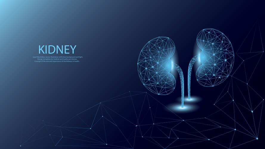 Kidney Vector Images (over 22,000)