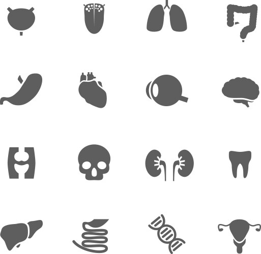 Human Organs Vector Images (over 210,000)