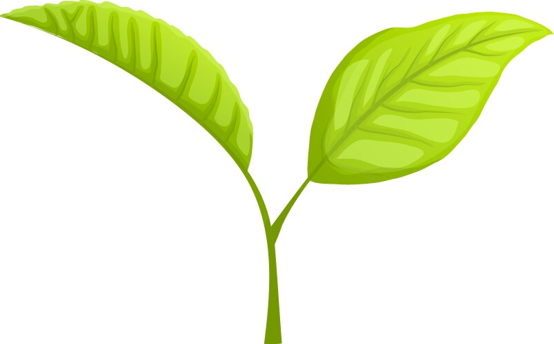Branch tea leaf cartoon Royalty Free Vector Image