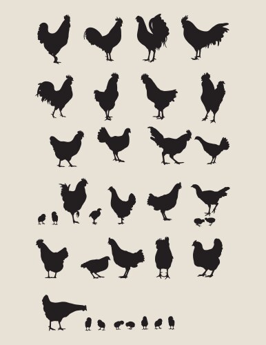 Chicken Vector Images (over 220,000)