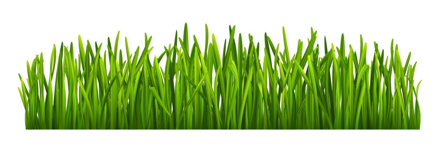 Super realistic grass Royalty Free Vector Image