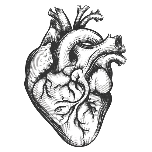 Anatomical Heart Black and White Vector Images (over 460)