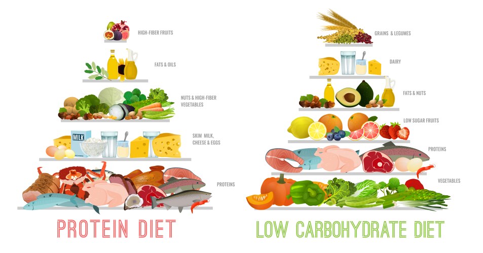 Protein diet chart diagram nutrition Royalty Free Vector