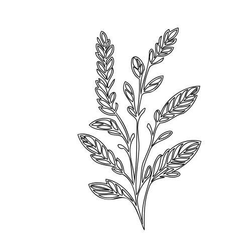 Heather flower plant sketch outline Royalty Free Vector